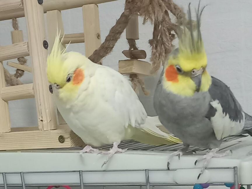 Пара корелл