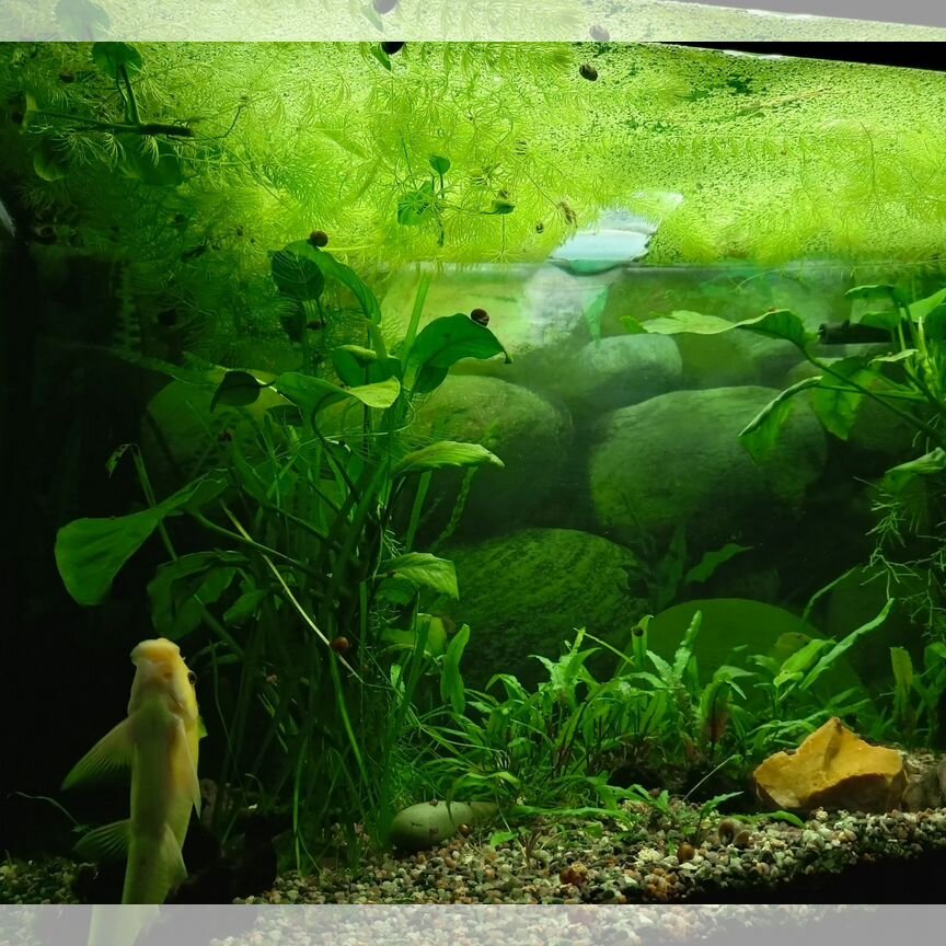 Роголистник для аквариума, улитки катушки, ряска