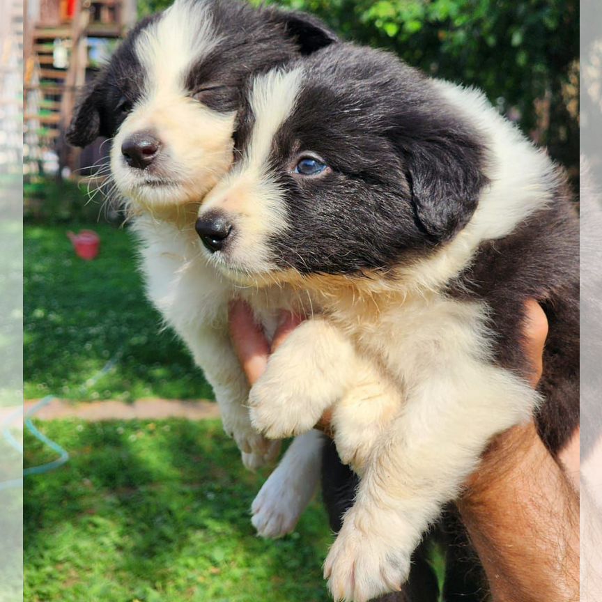Бордер колли щенки