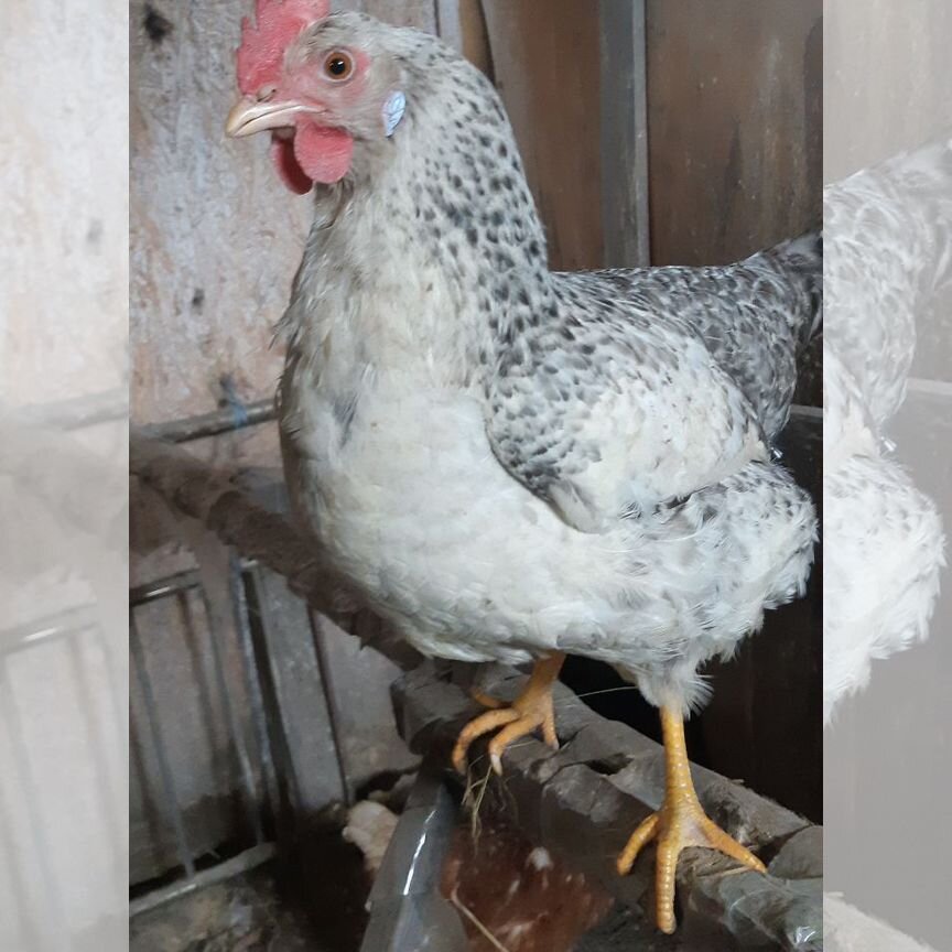 Леггорн серебристый