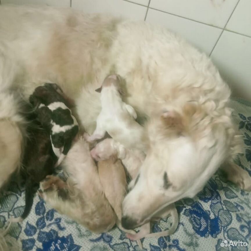 Русская псовая борзая