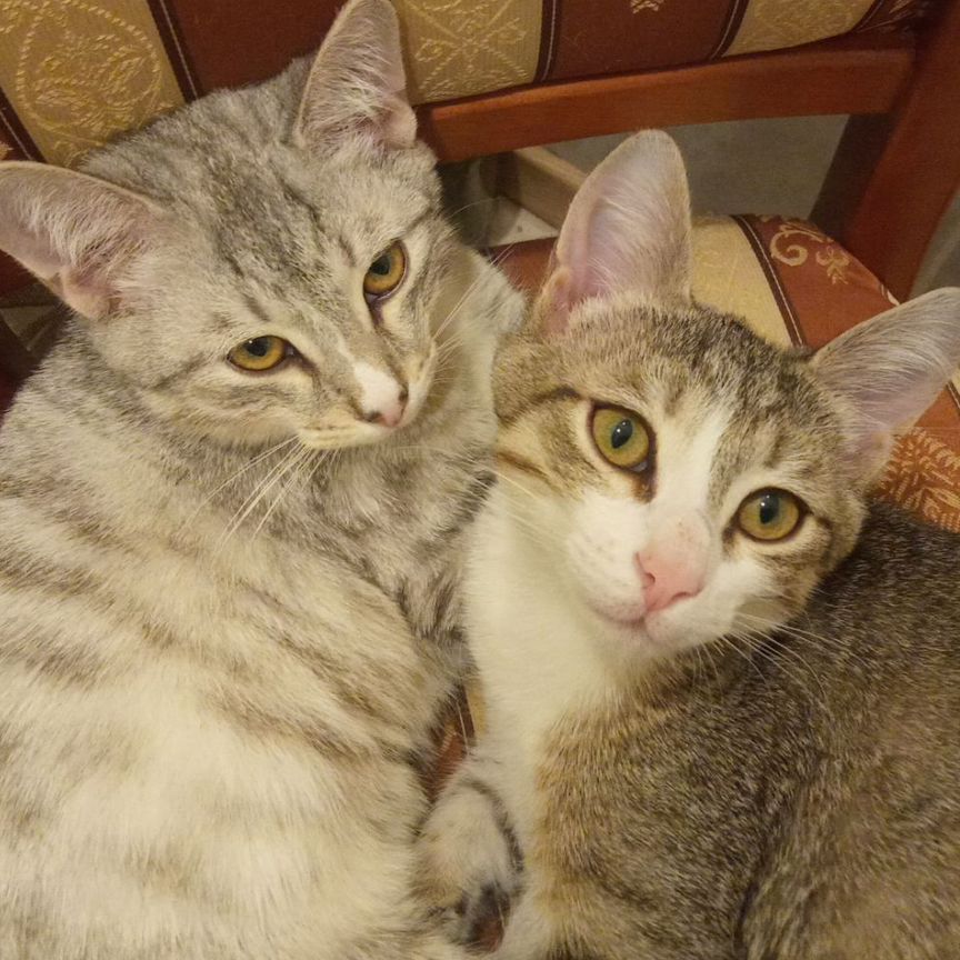 Домашние котята