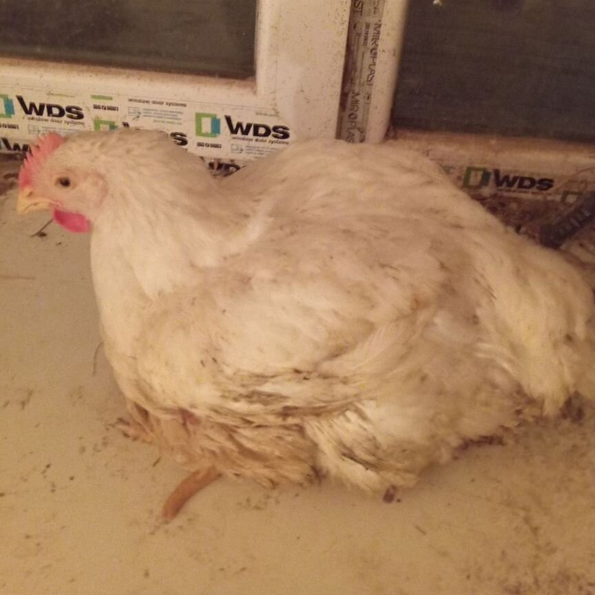 Принимаю заказы на домашнего бройлера