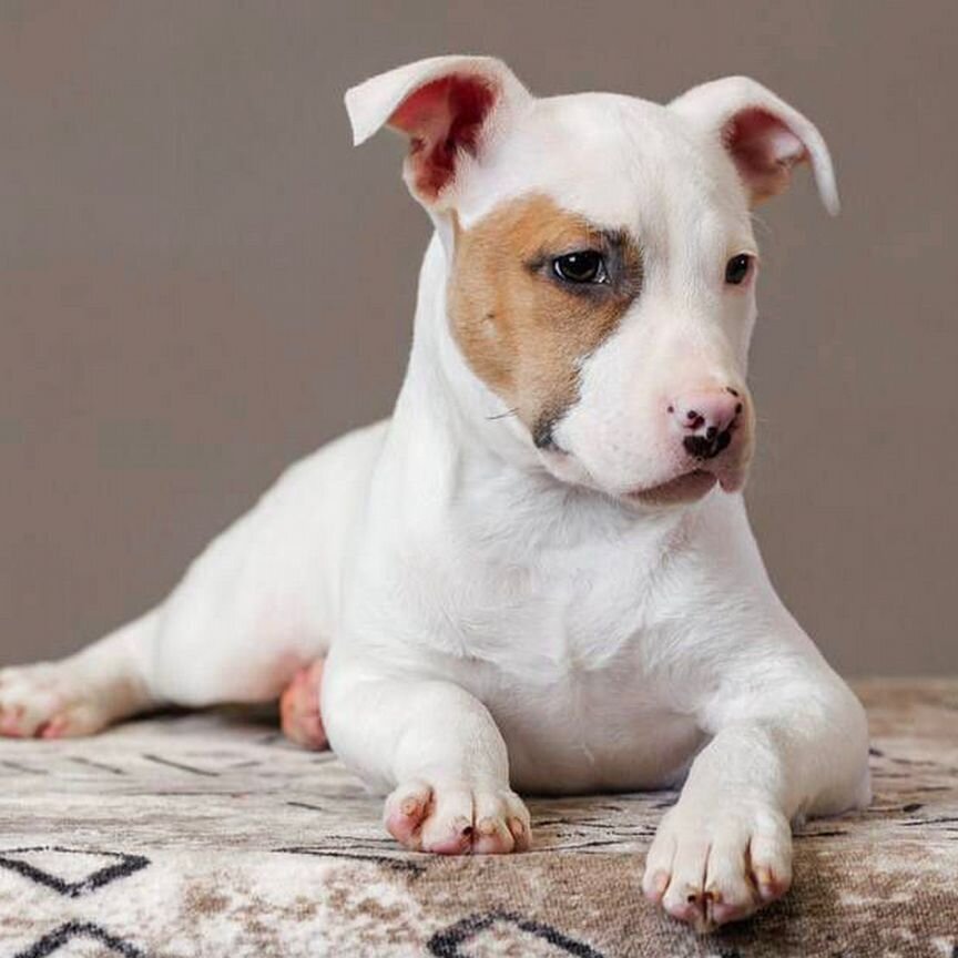 Американский стаффордширский терьер, щенок