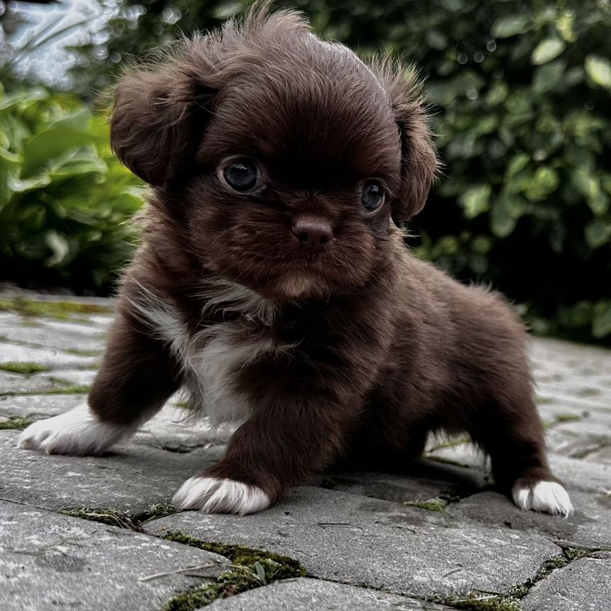 Щенки чихуахуа длинношерстные