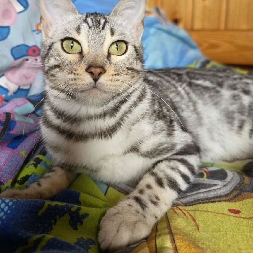 Бенгальская, взрослая кошка