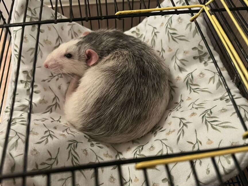 Гамачки для крыс