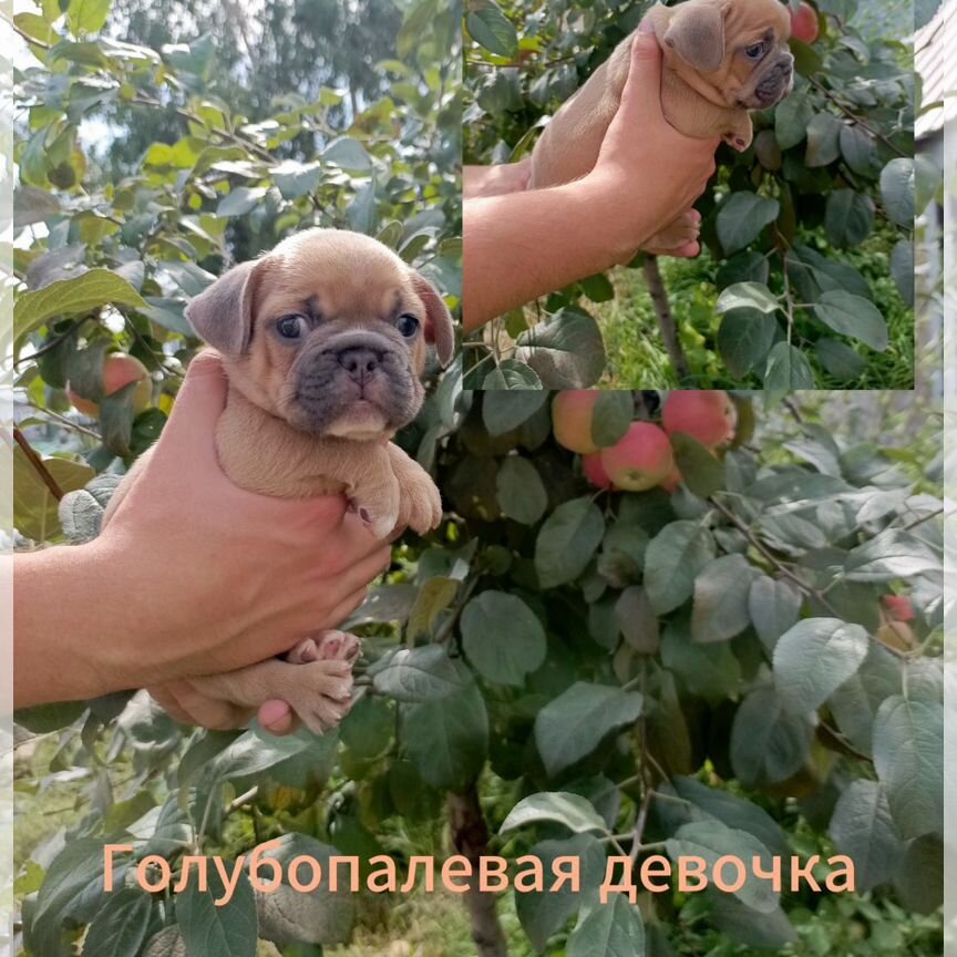 Щенки французского бульдога