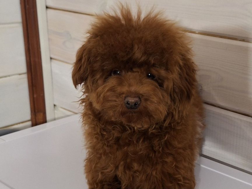 Тедди пудель Китай, мальтипу