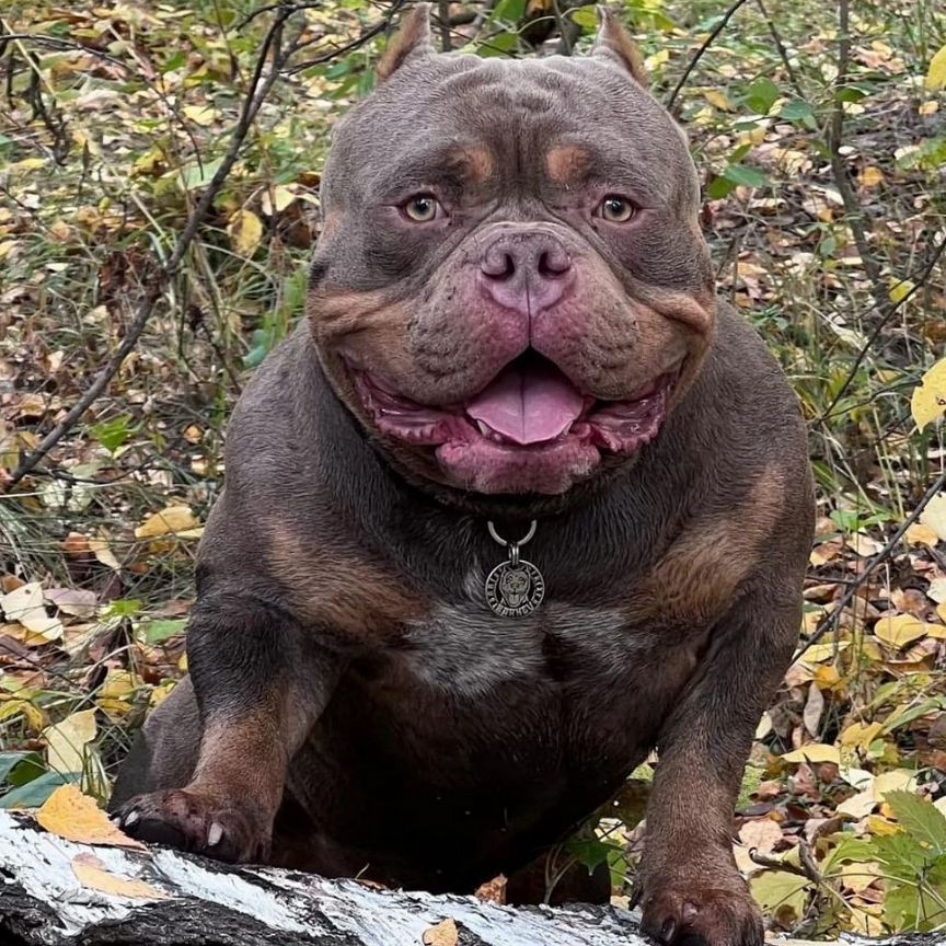 Щенки американского булли покет