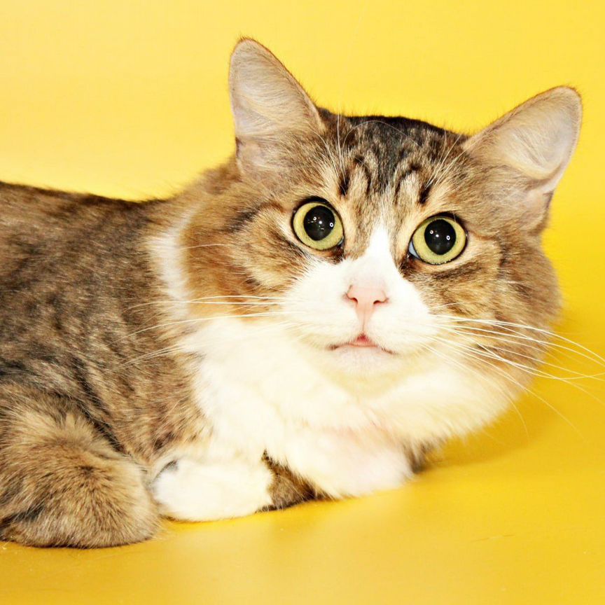 Сибирская, взрослая кошка