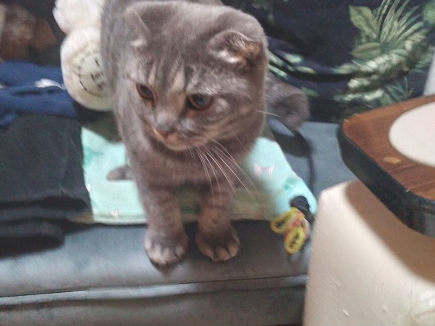 Отдадим кошку в добрые руки