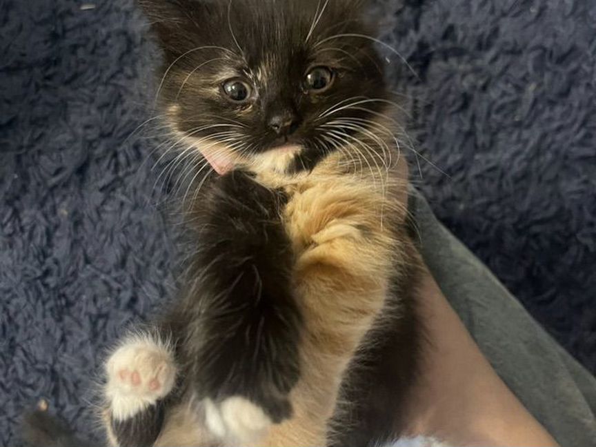 Кошка