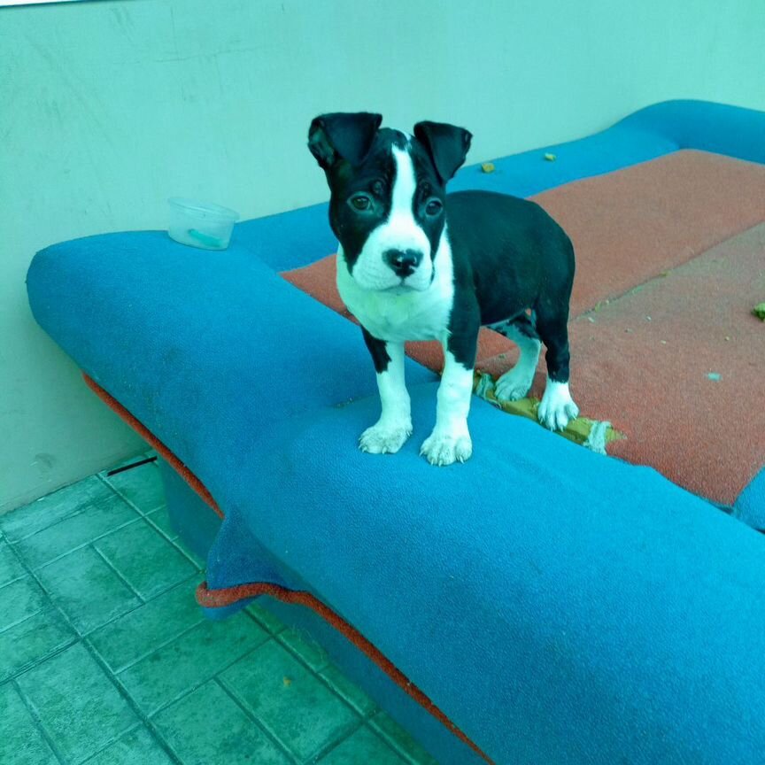 Стаффорд девочка