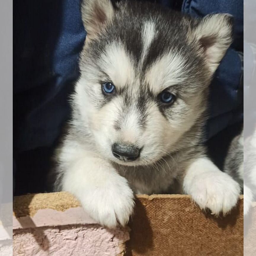 Сибирский хаски, щенок