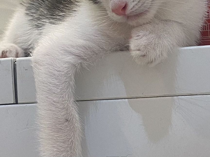Котенок Патрик