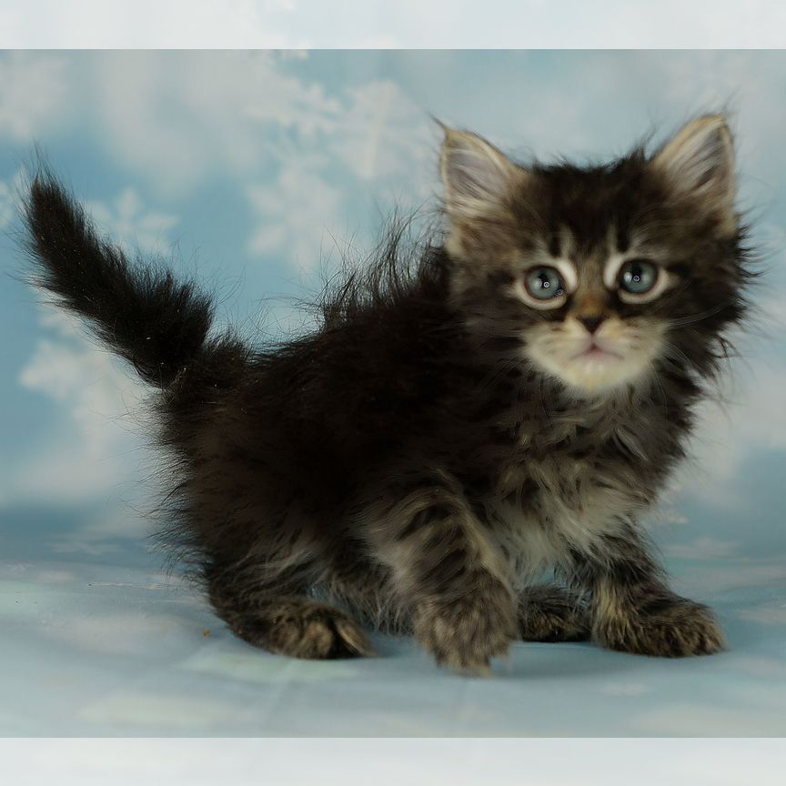 Сибирские котята лесные 2 месяца