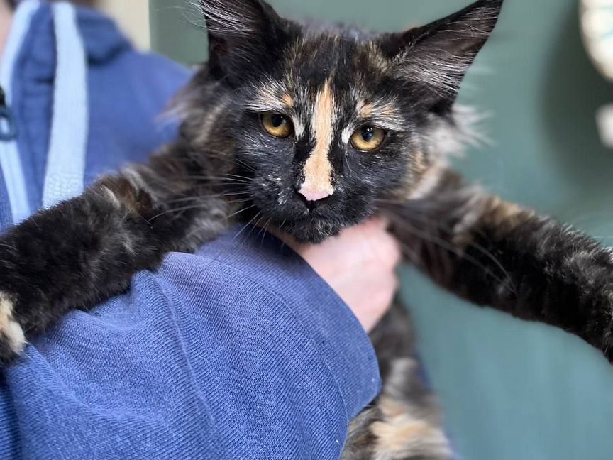 Котята мейн-кун