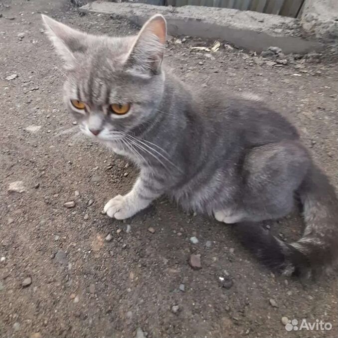 Домашние кошки живут на улице. Заберите их домой