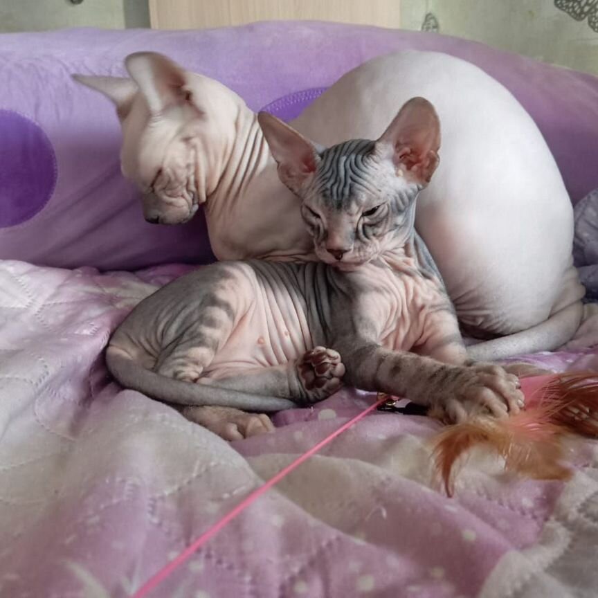 Донской сфинкс котёнок