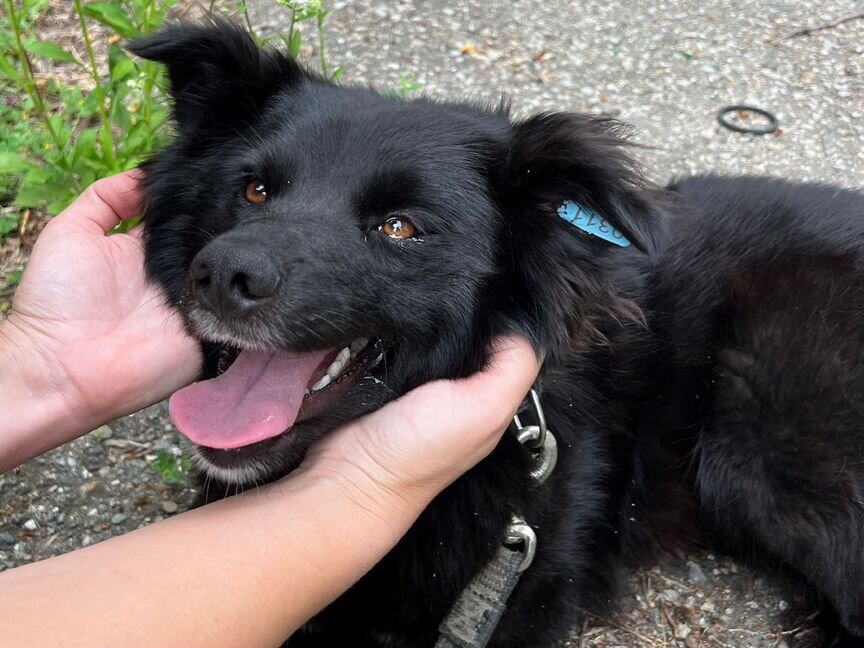 Собака в добрые руки