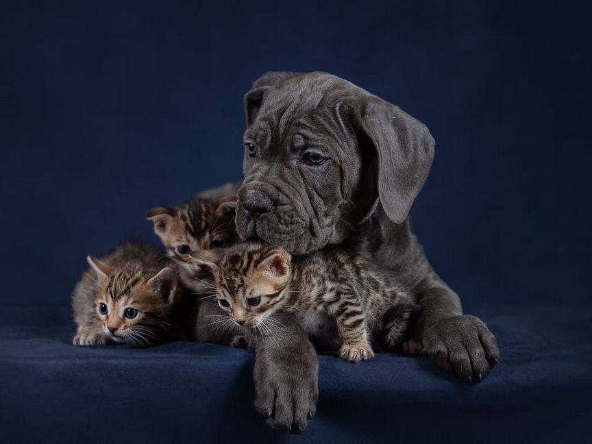 Щенки Кане-корсо - выбор есть