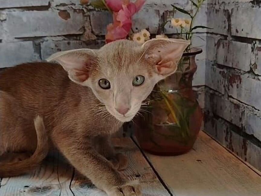 Ориентальные котята экстрим