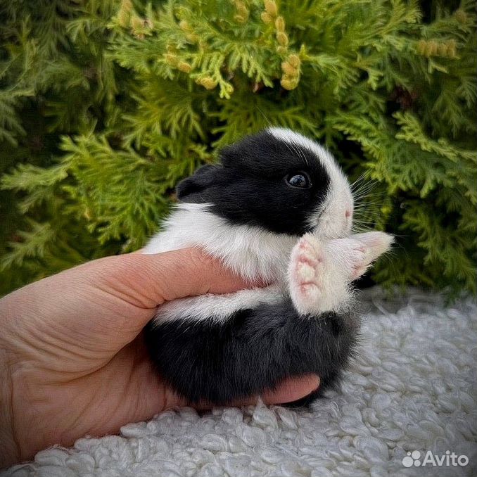 Декоративный мини кролик