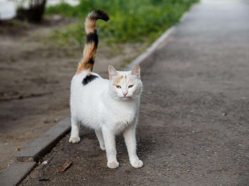 Котята в добрые руки бесплатно