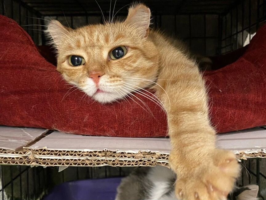 Кошка в дар бесплатно