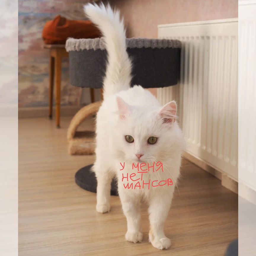 Белый и пушистый без шансов поехать домой