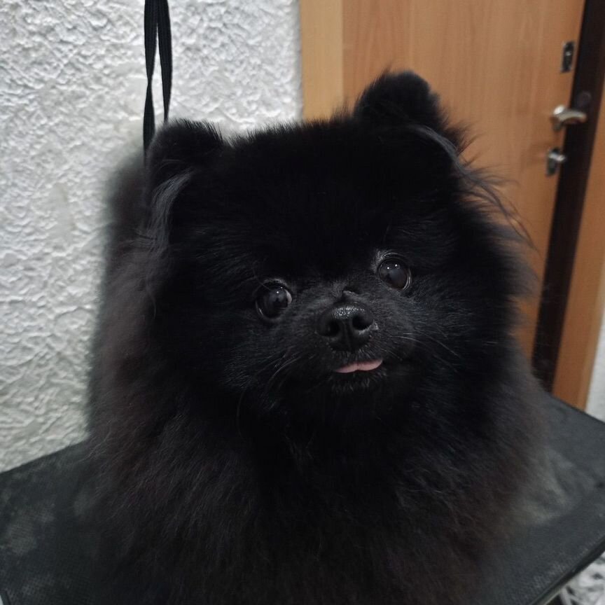 Вязка собак шпиц