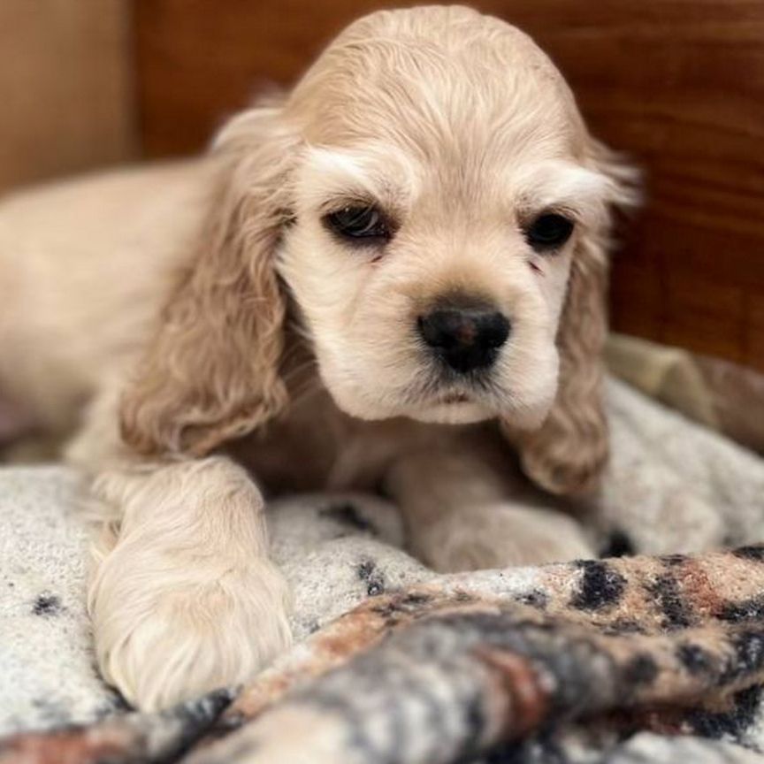 Американский кокер спаниель