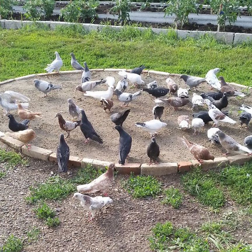 Бакинские бойные голуби
