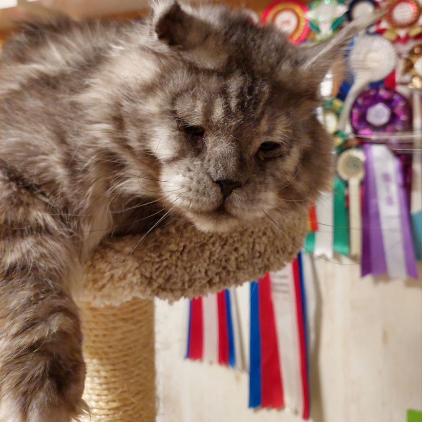 Кот - черный дым
