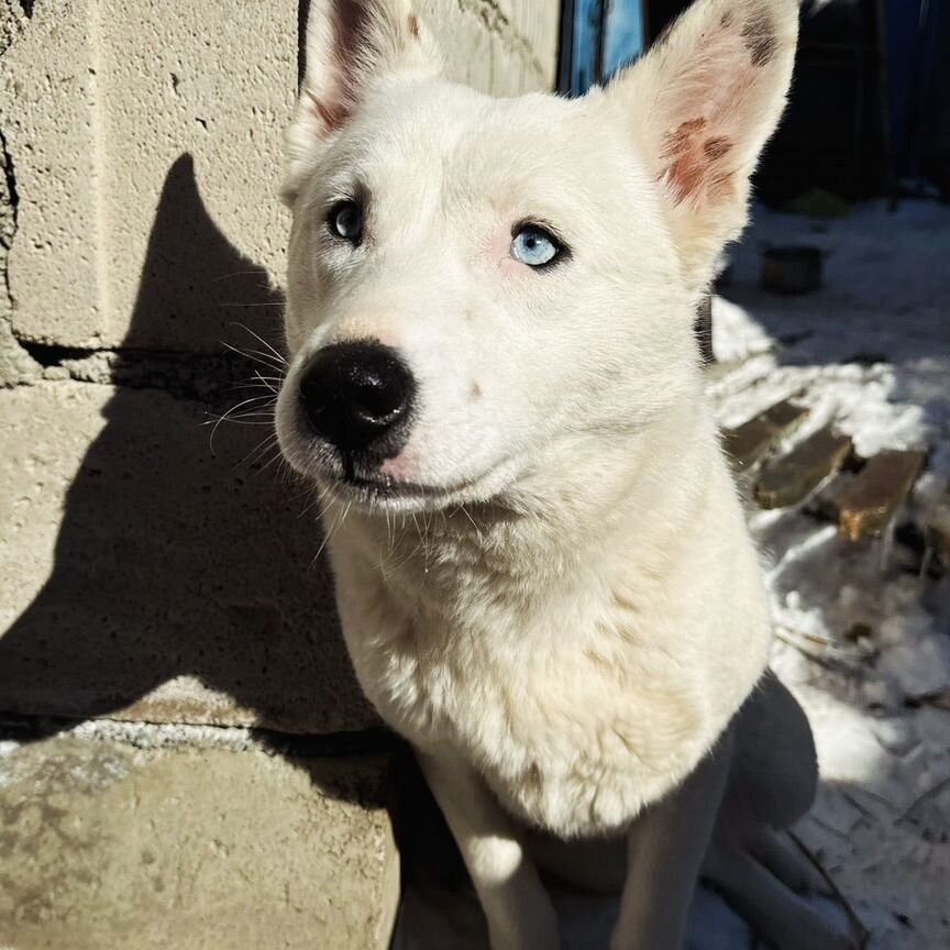 Щенок