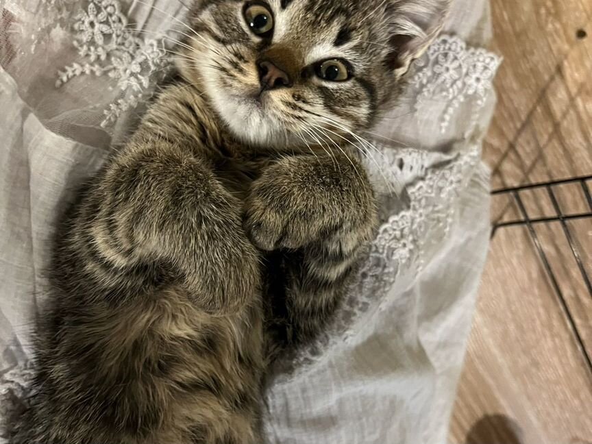 Раненый котенок