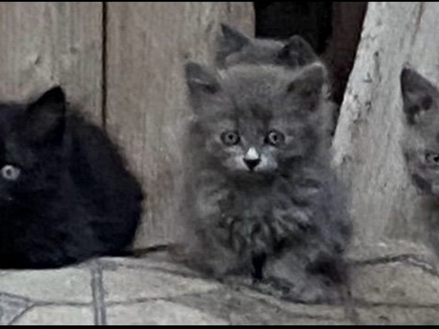 Милые котята ищут дом (6 котят)