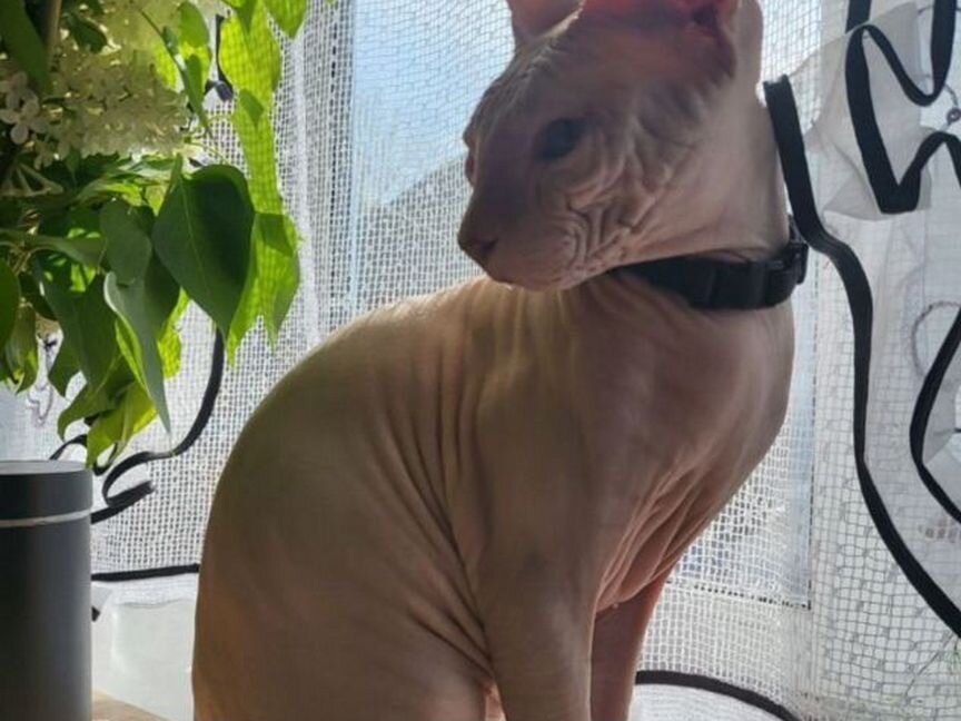 Ищем кота для кошки