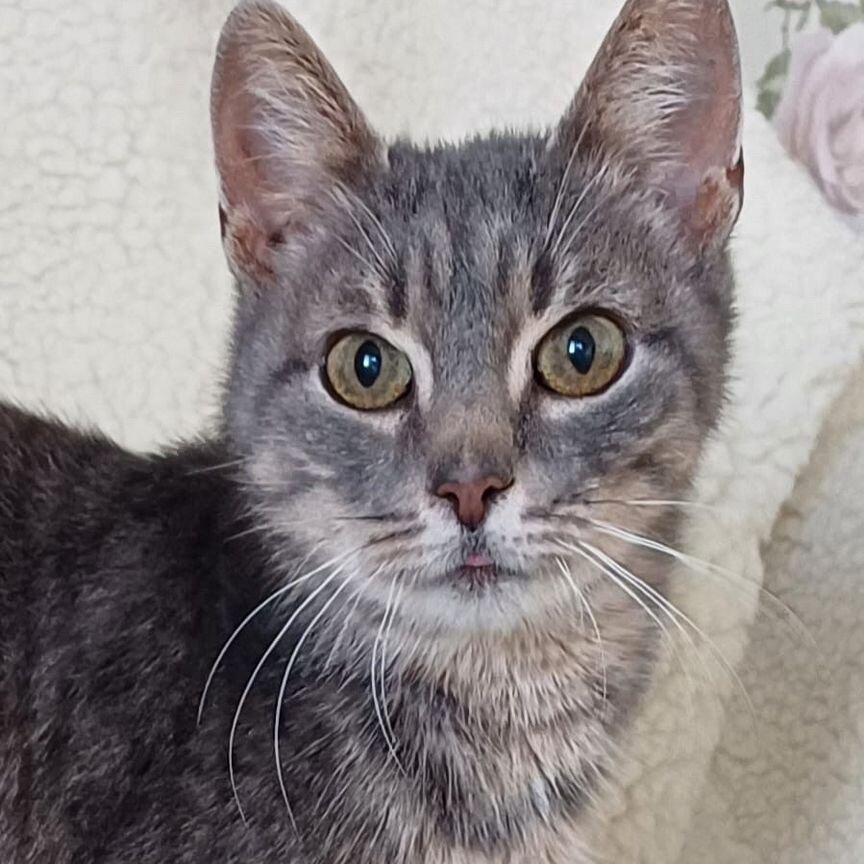 Санура ищет дом