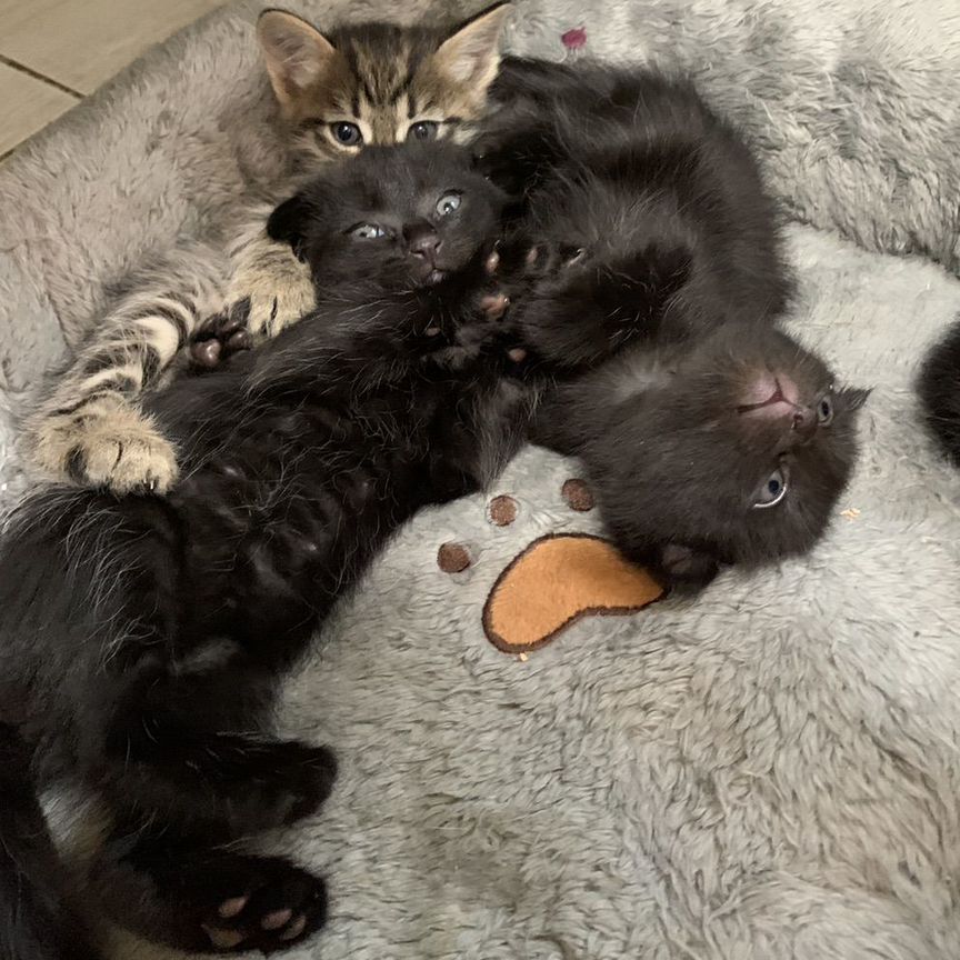 Отдам котят от домашней кошки