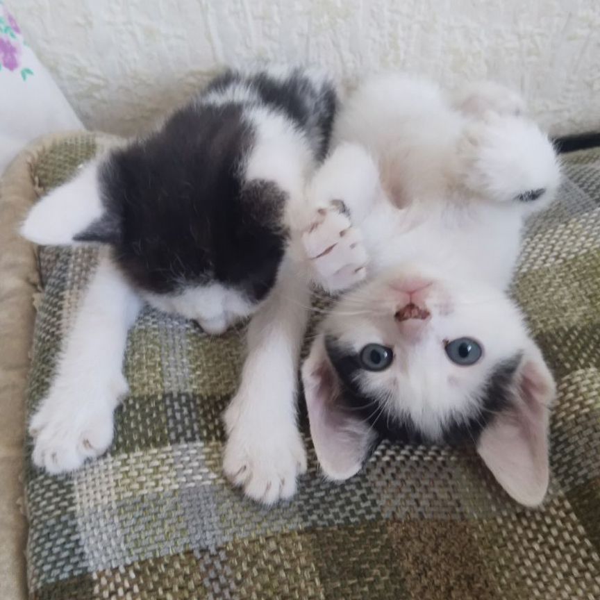 Котята,мама сфинкс бесплатно