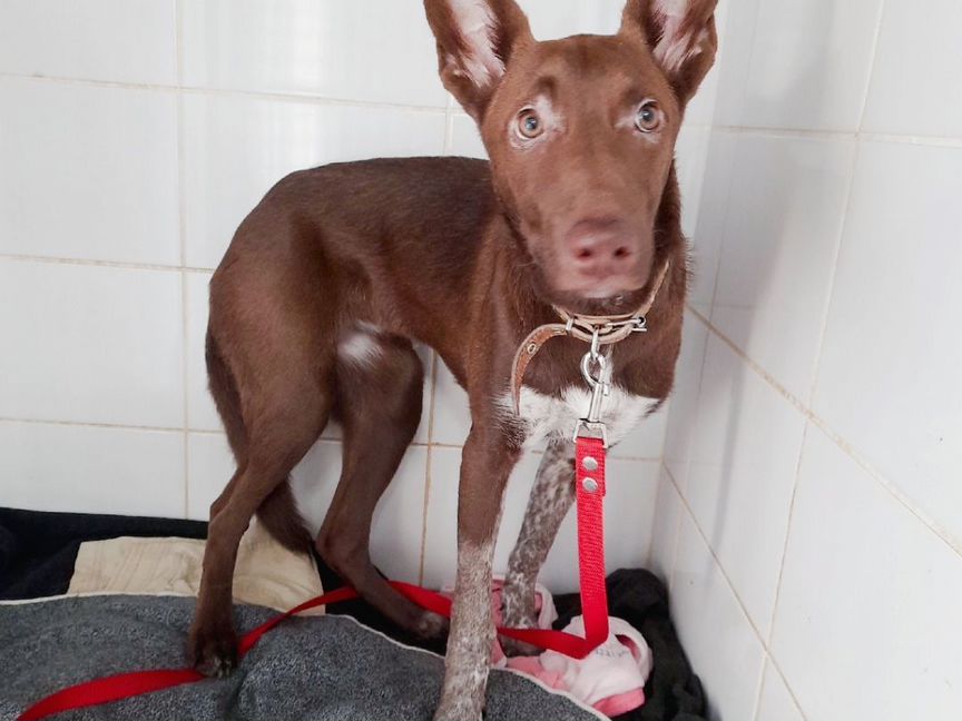 Щенок в добрые руки