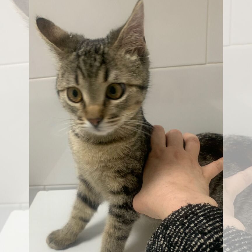 Котёнок в добрые руки