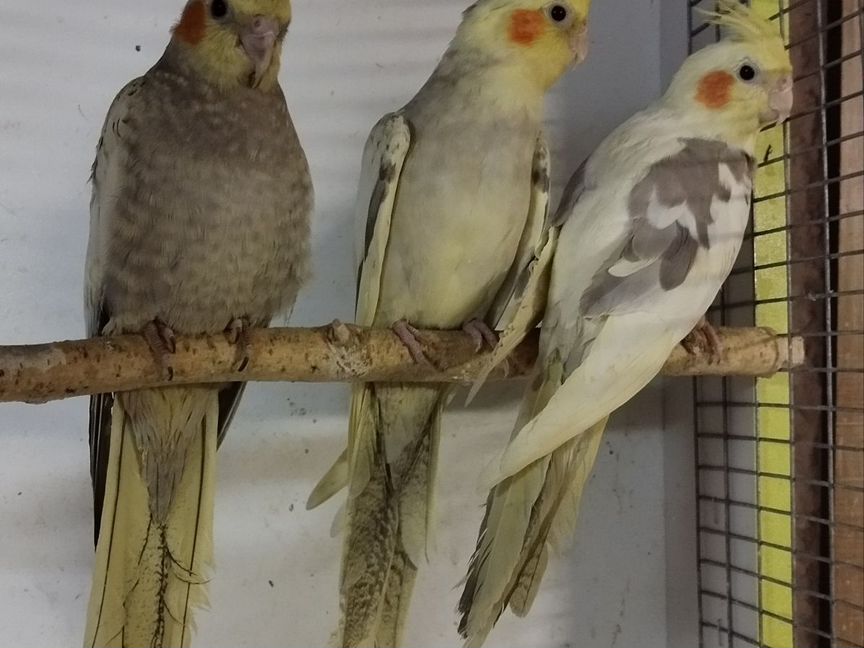 Волнистые, какарик, карелла