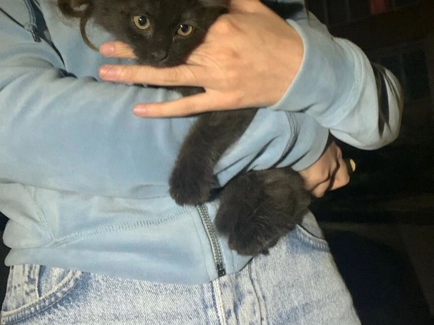 Найдена кошечка, пристрою