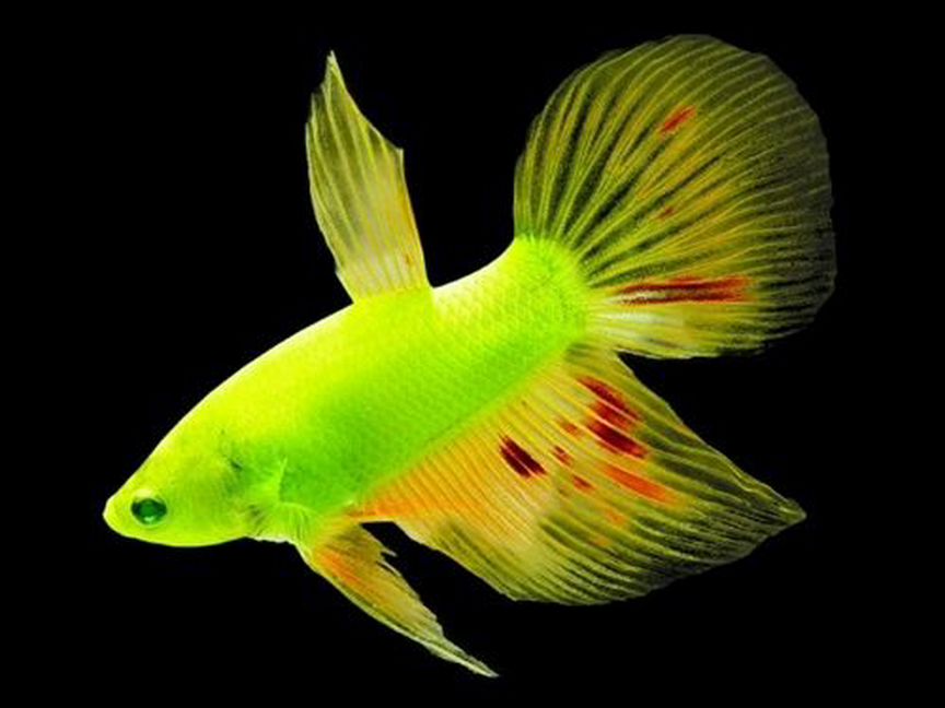Петушок Дельта GloFish (самец) светящийся (7058)