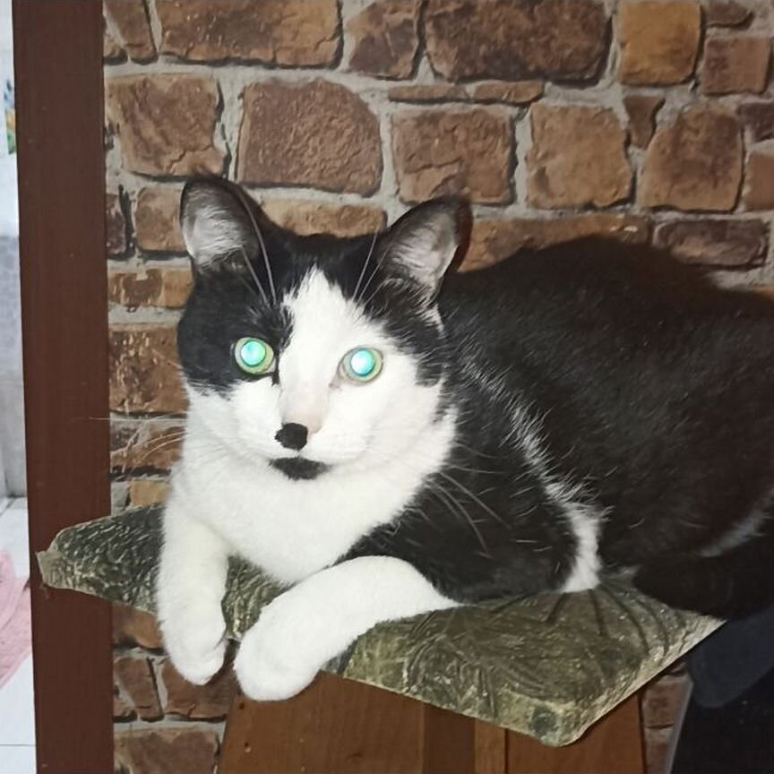 Отдам кота в добрые руки
