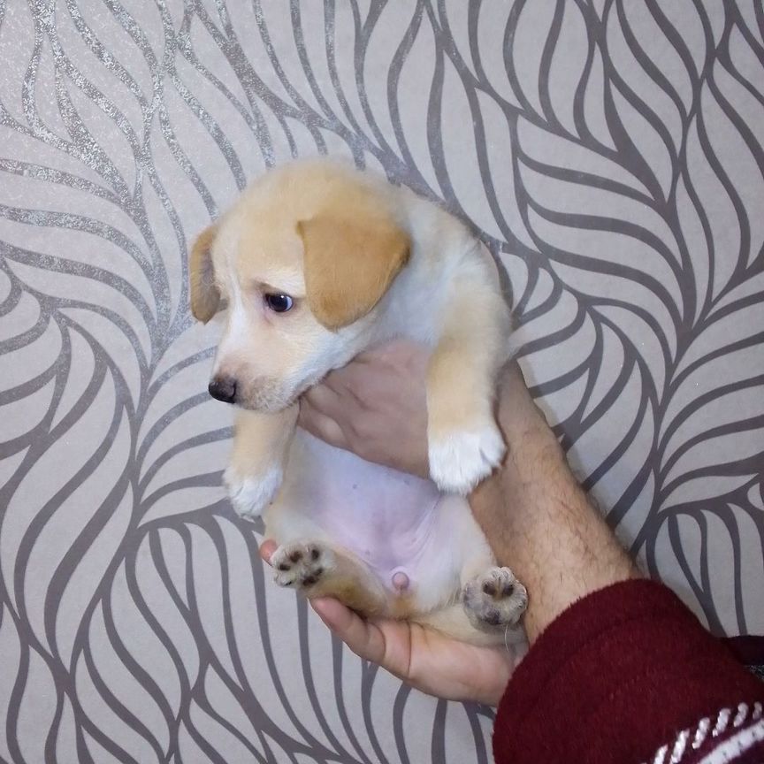 Щенки бесплатно