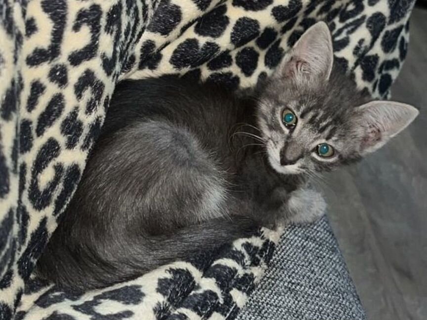 Котенок в добрые руки